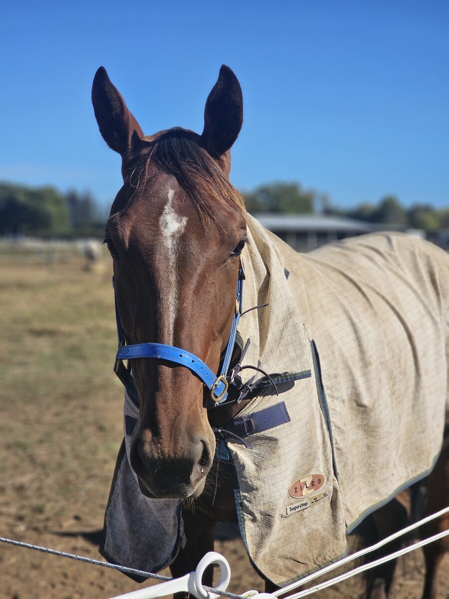 Race previews | Picket Fence