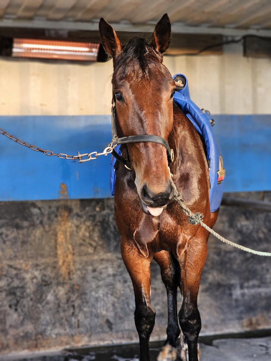 Race previews | Picket Fence