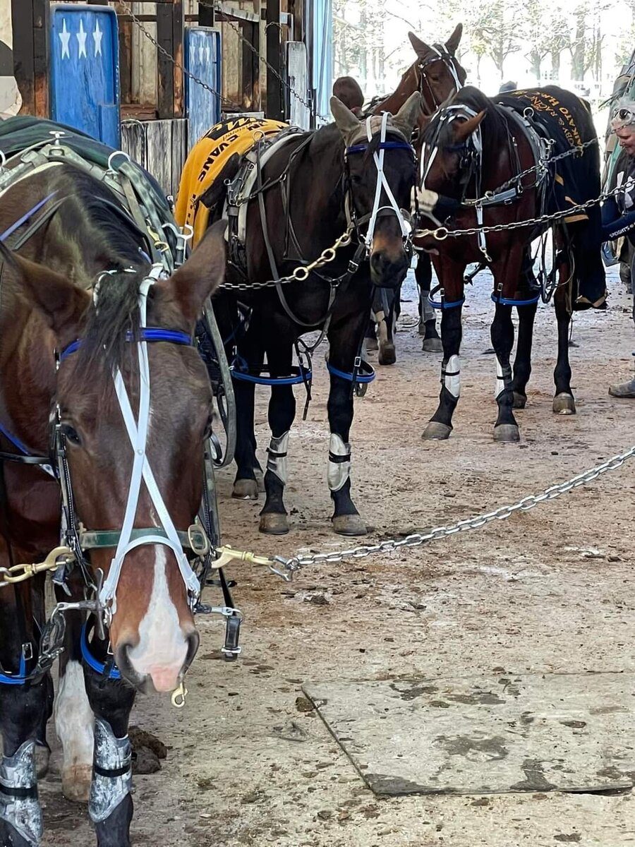 ADHR yearling sale purchases heading in the right direction | Picket Fence