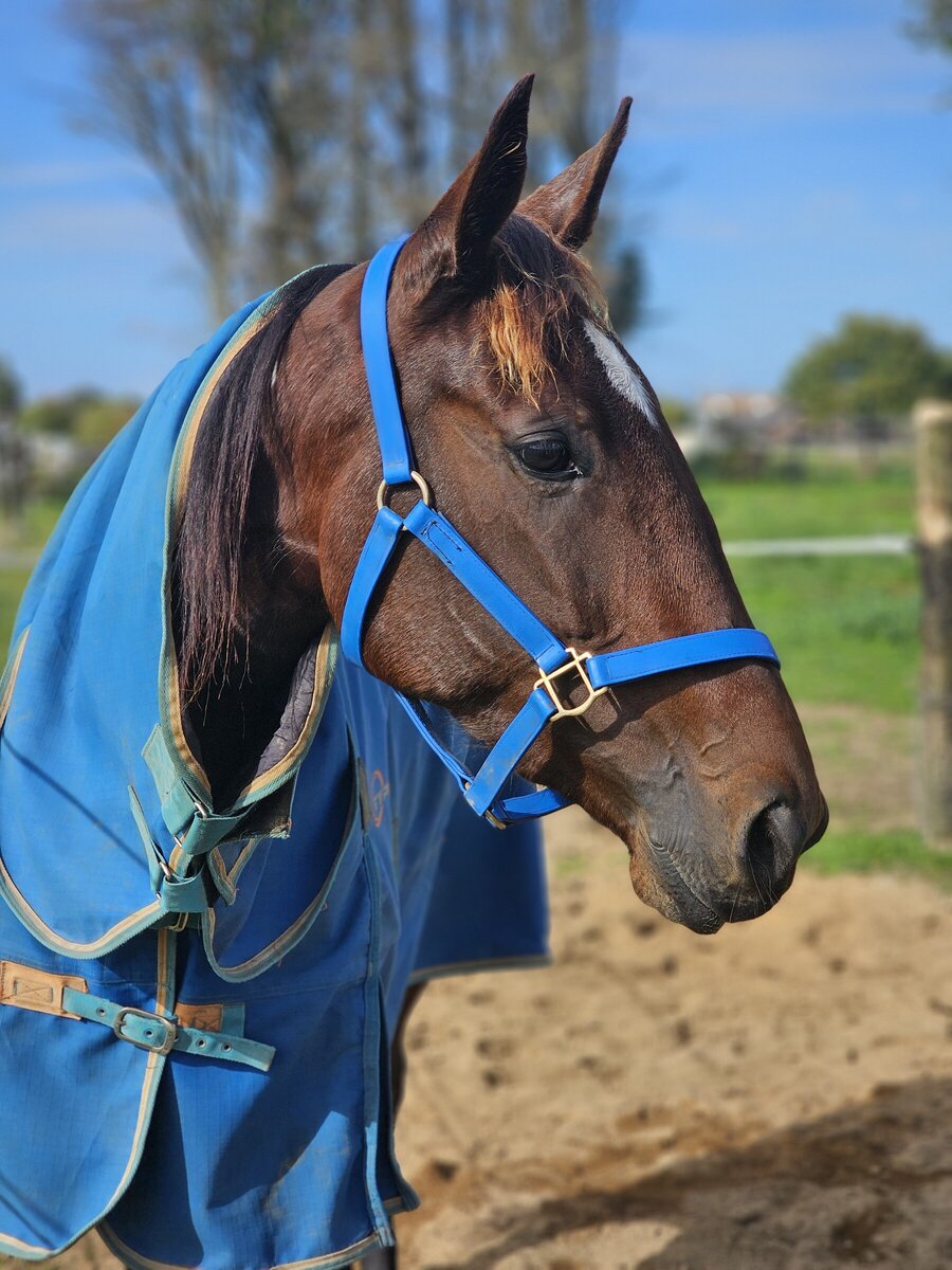 Race previews | Picket Fence