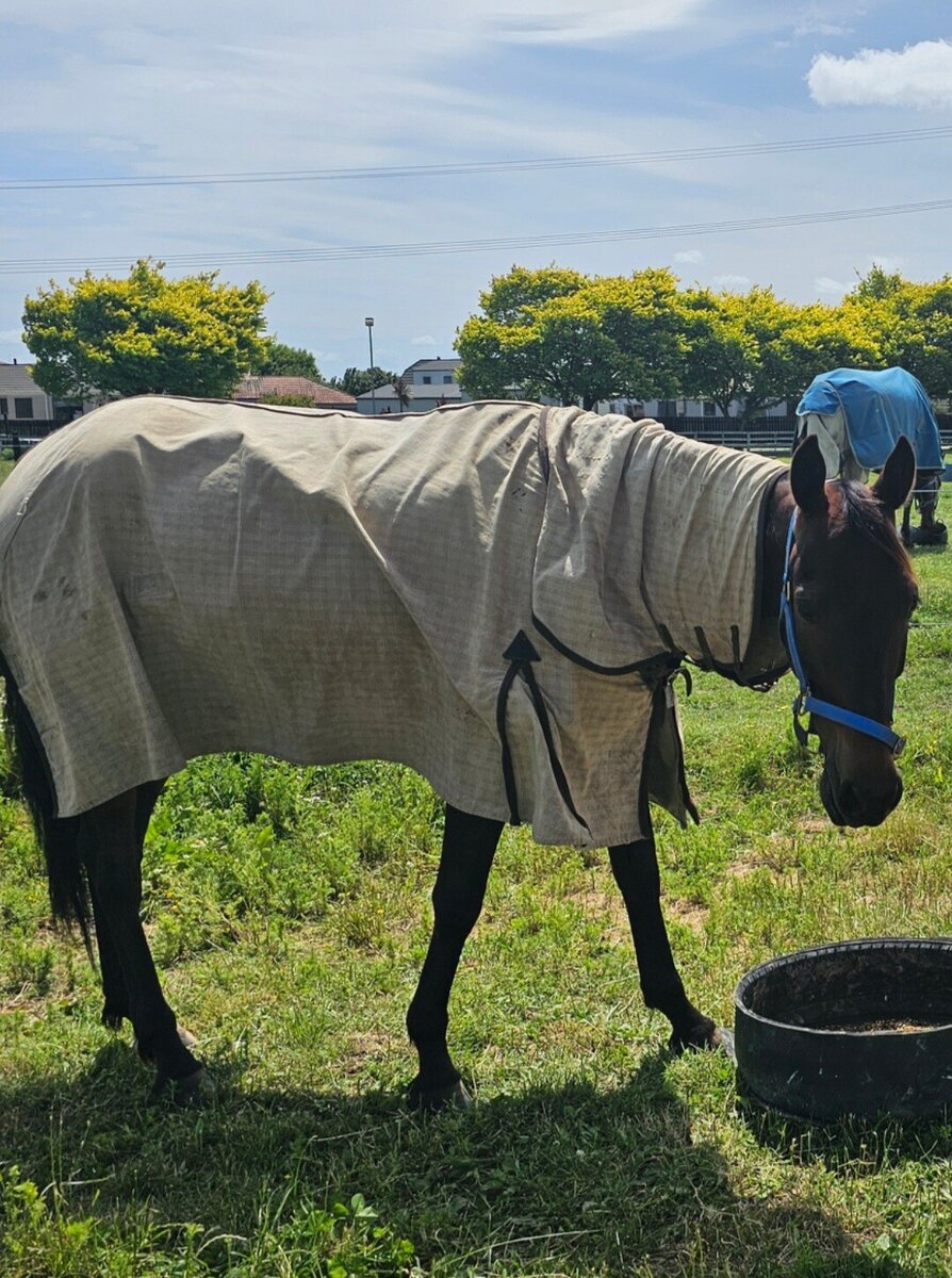 Race previews | Picket Fence