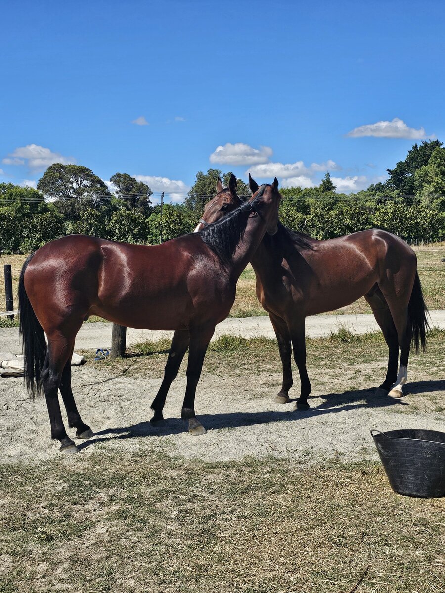 Race previews | Picket Fence