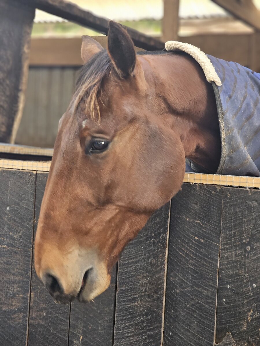 Race previews | Picket Fence