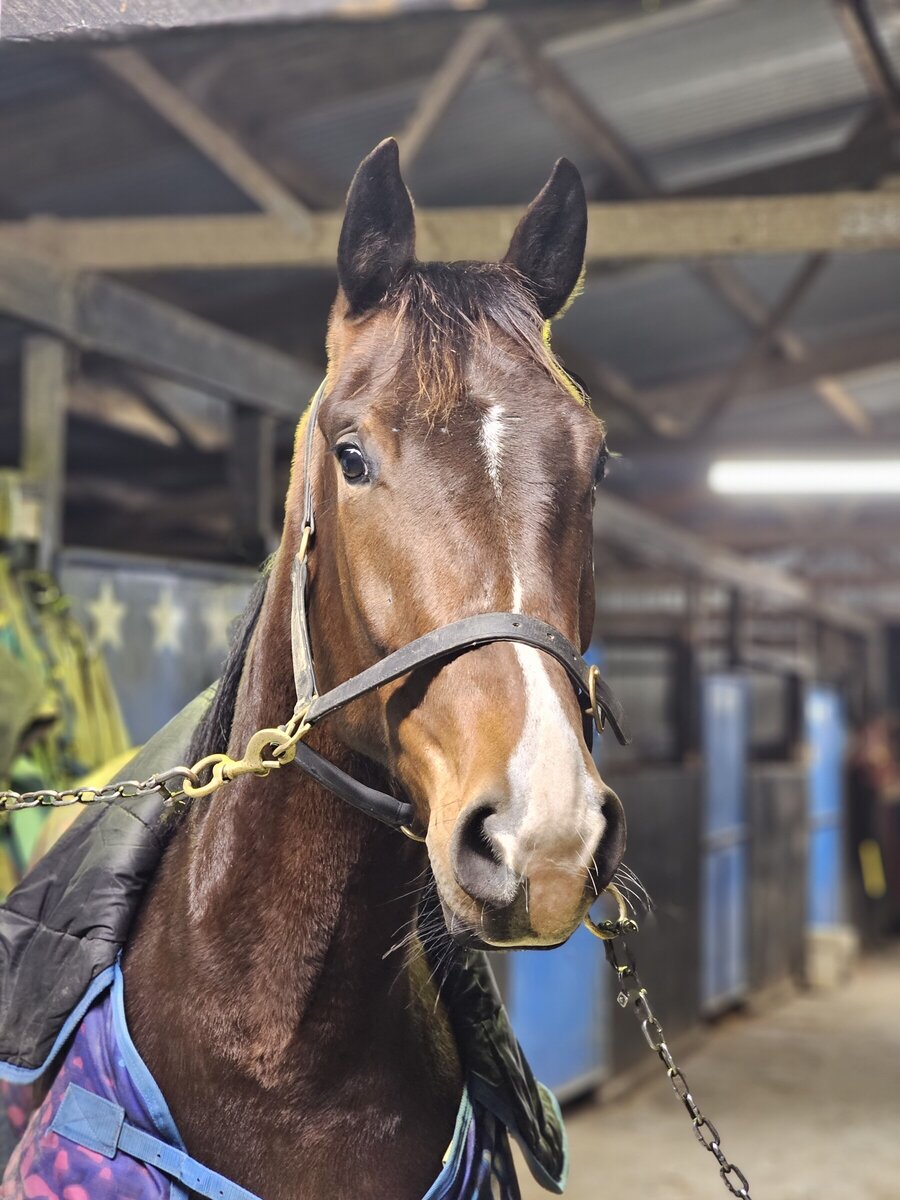 Race previews | Picket Fence