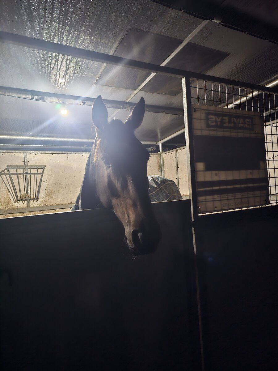 Race previews | Picket Fence