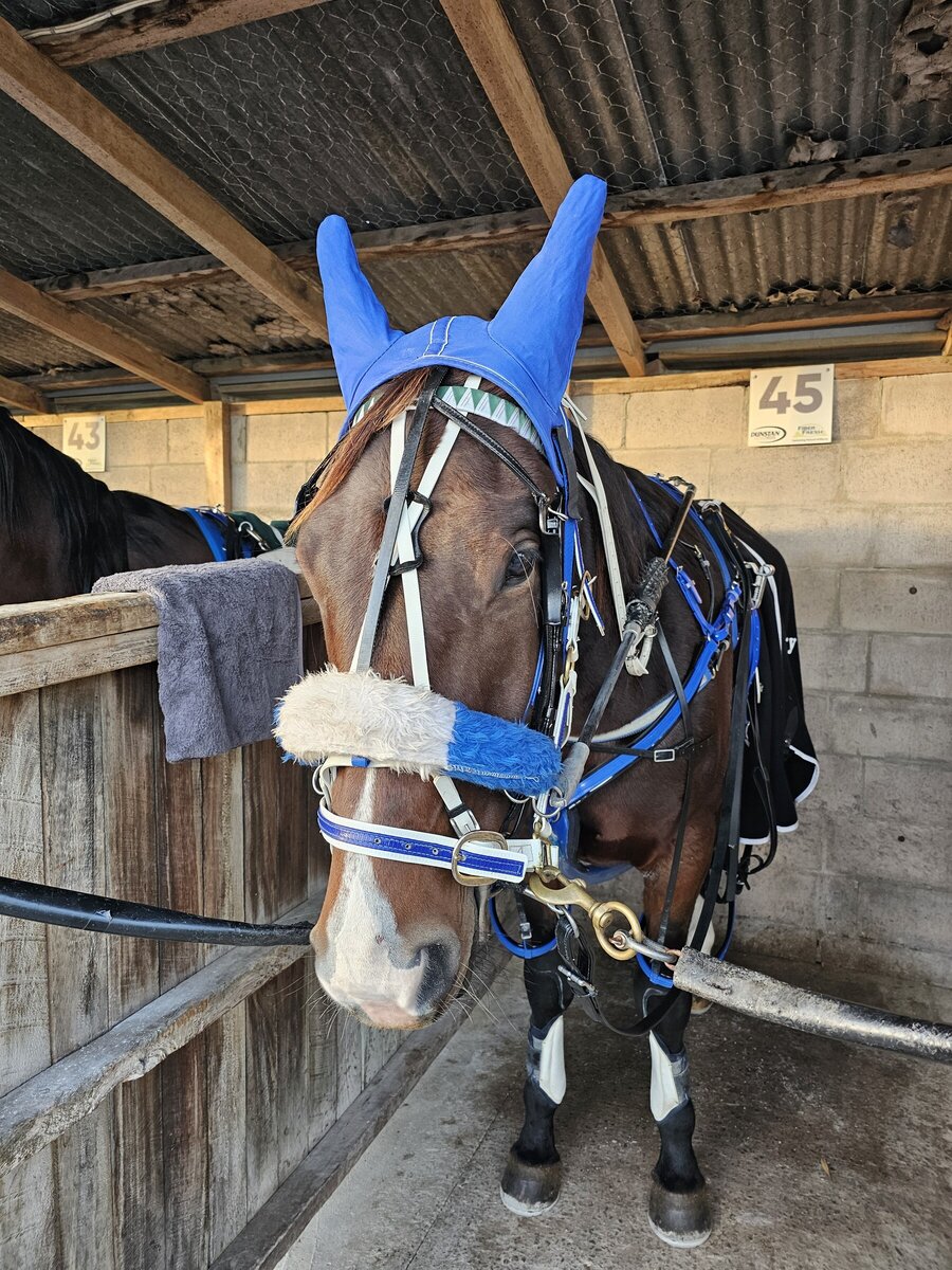 Race previews | Picket Fence