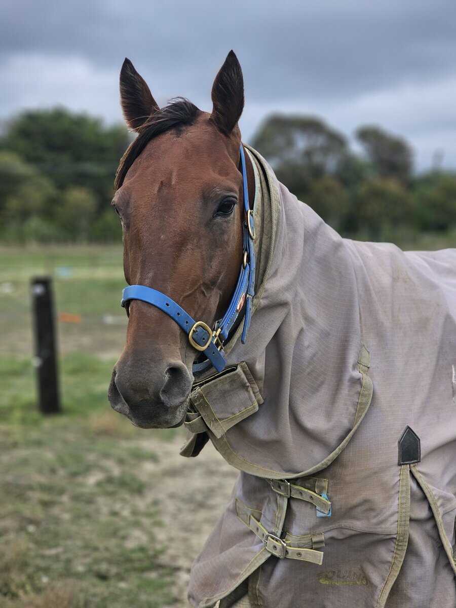 Race previews | Picket Fence