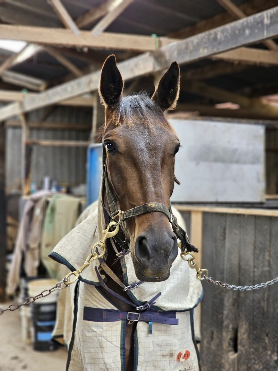 Race previews | Picket Fence