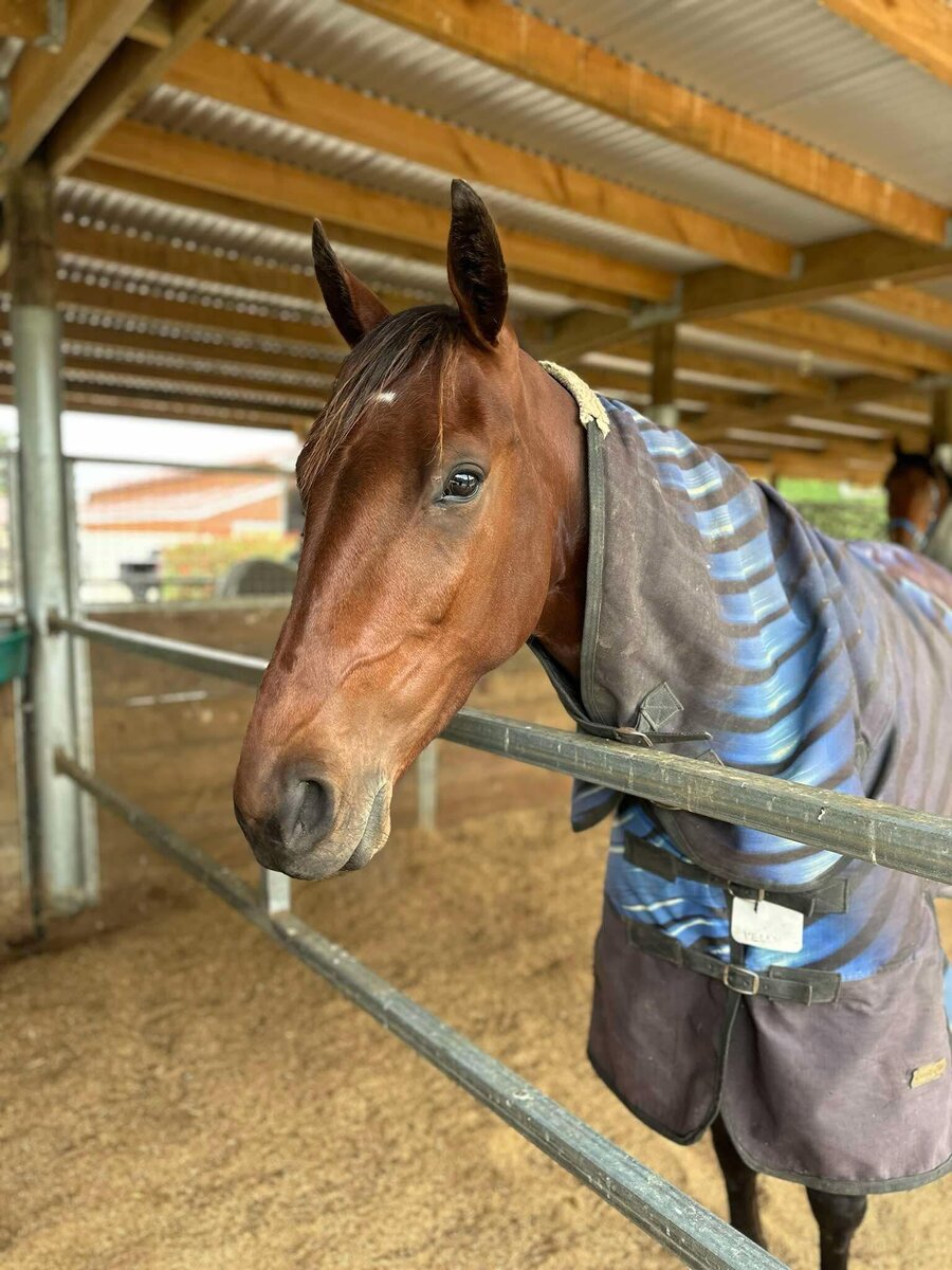 Race previews | Picket Fence