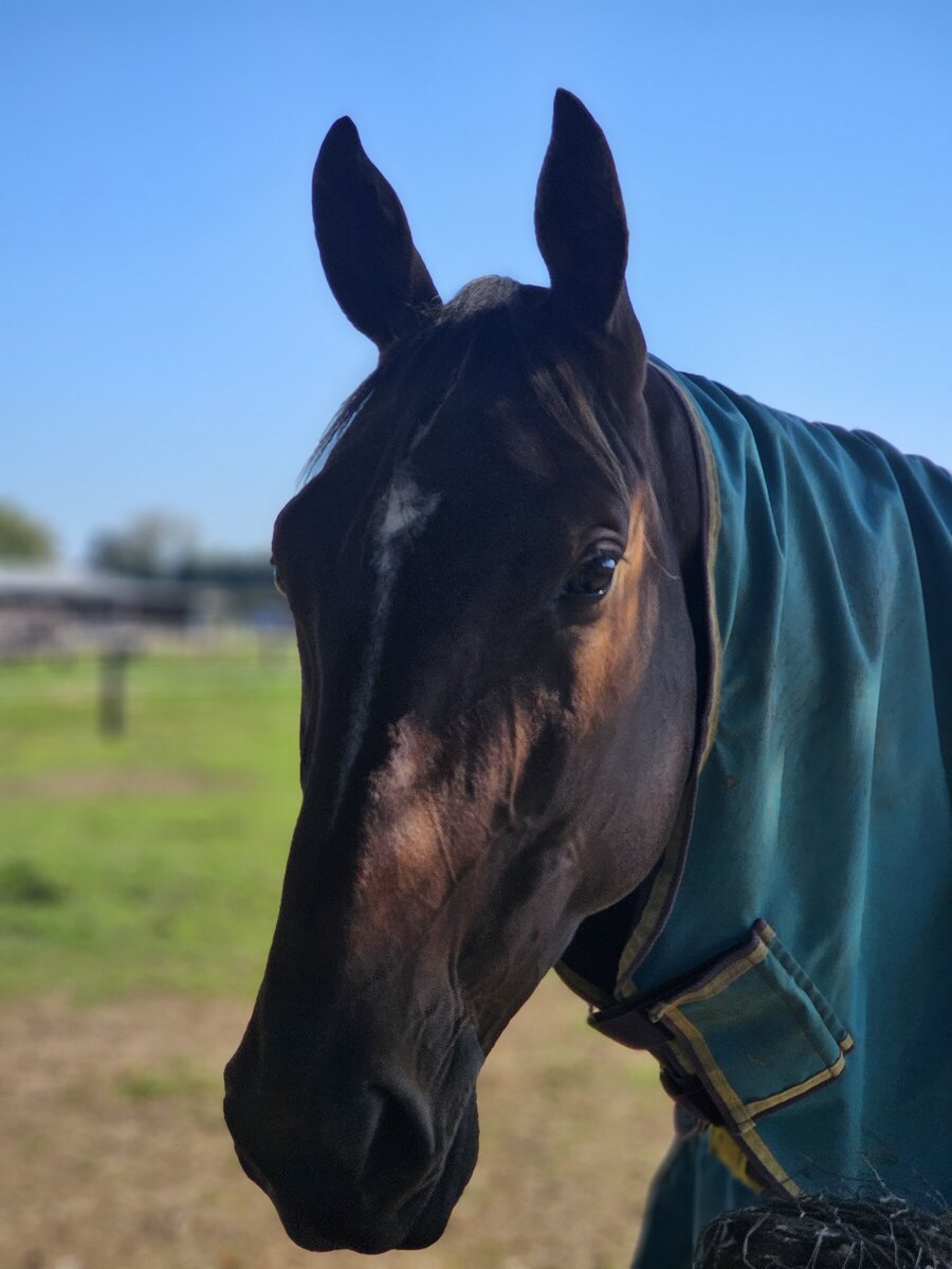 Race previews | Picket Fence