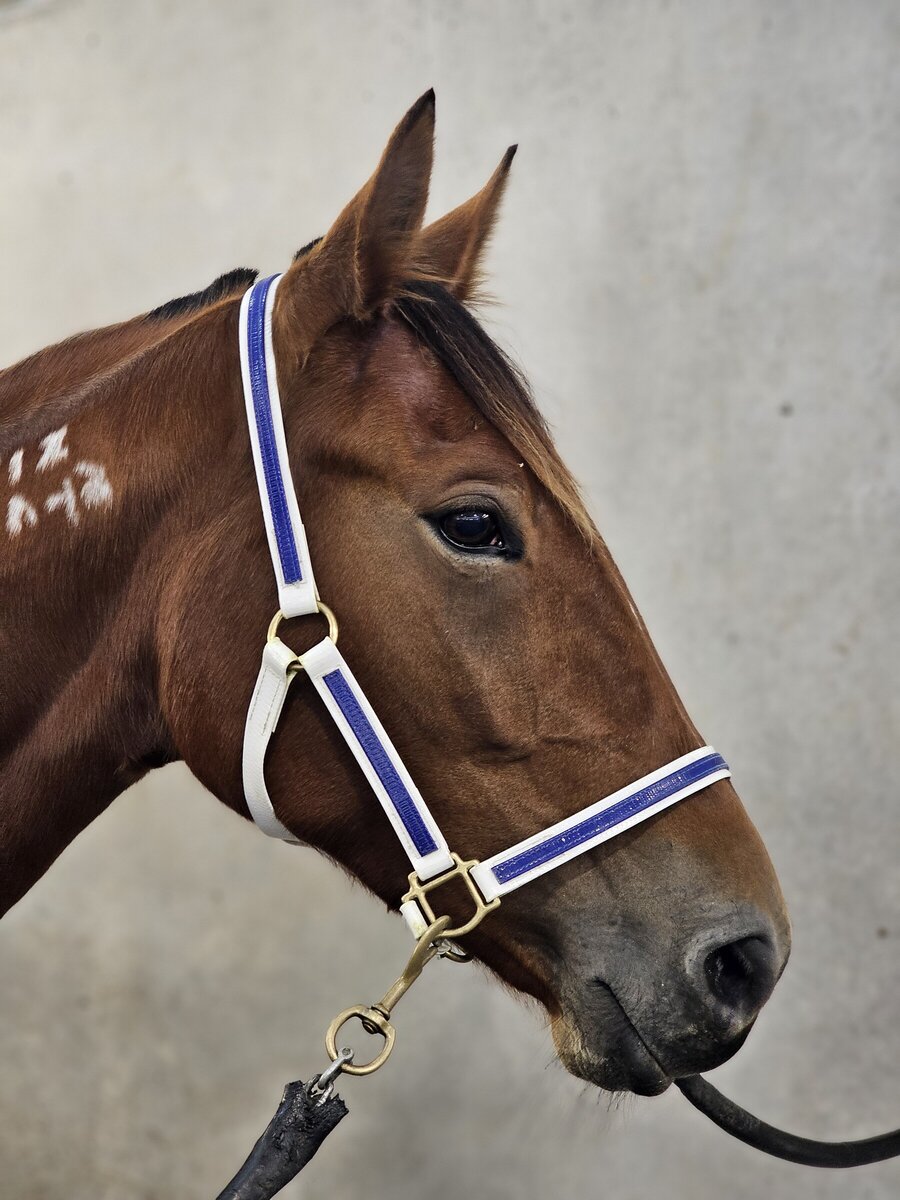 Race previews | Picket Fence