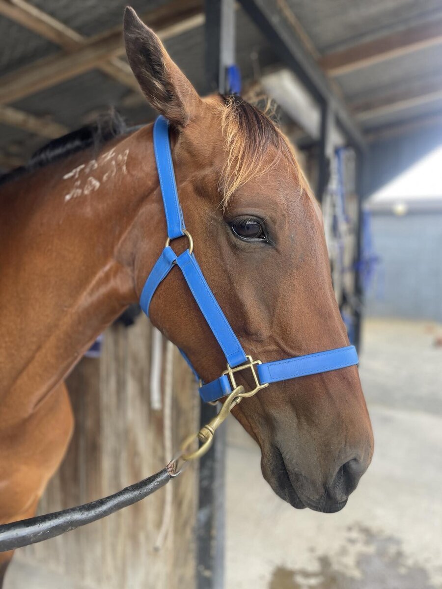 Race previews | Picket Fence