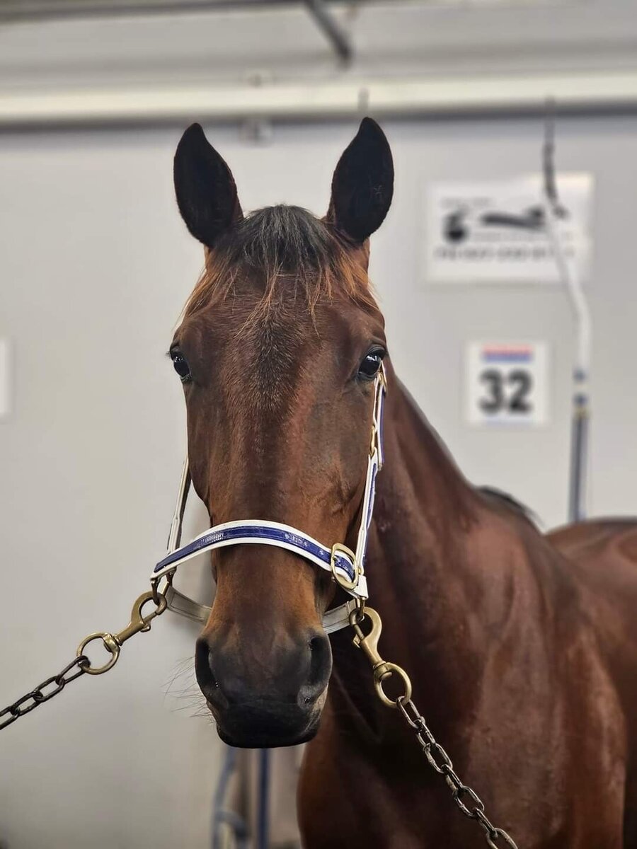 Race previews | Picket Fence