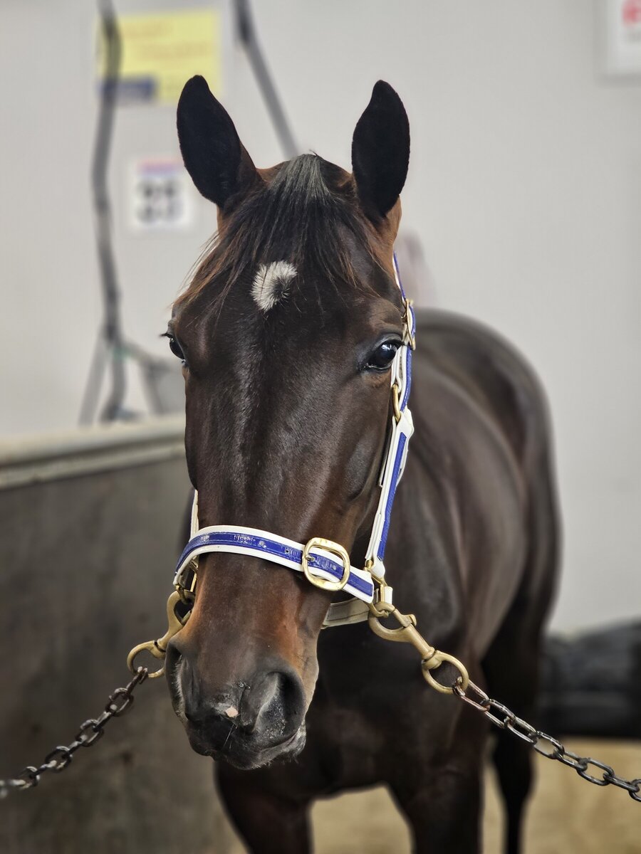 Race previews | Picket Fence