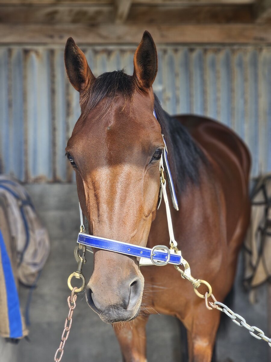 Race previews | Picket Fence