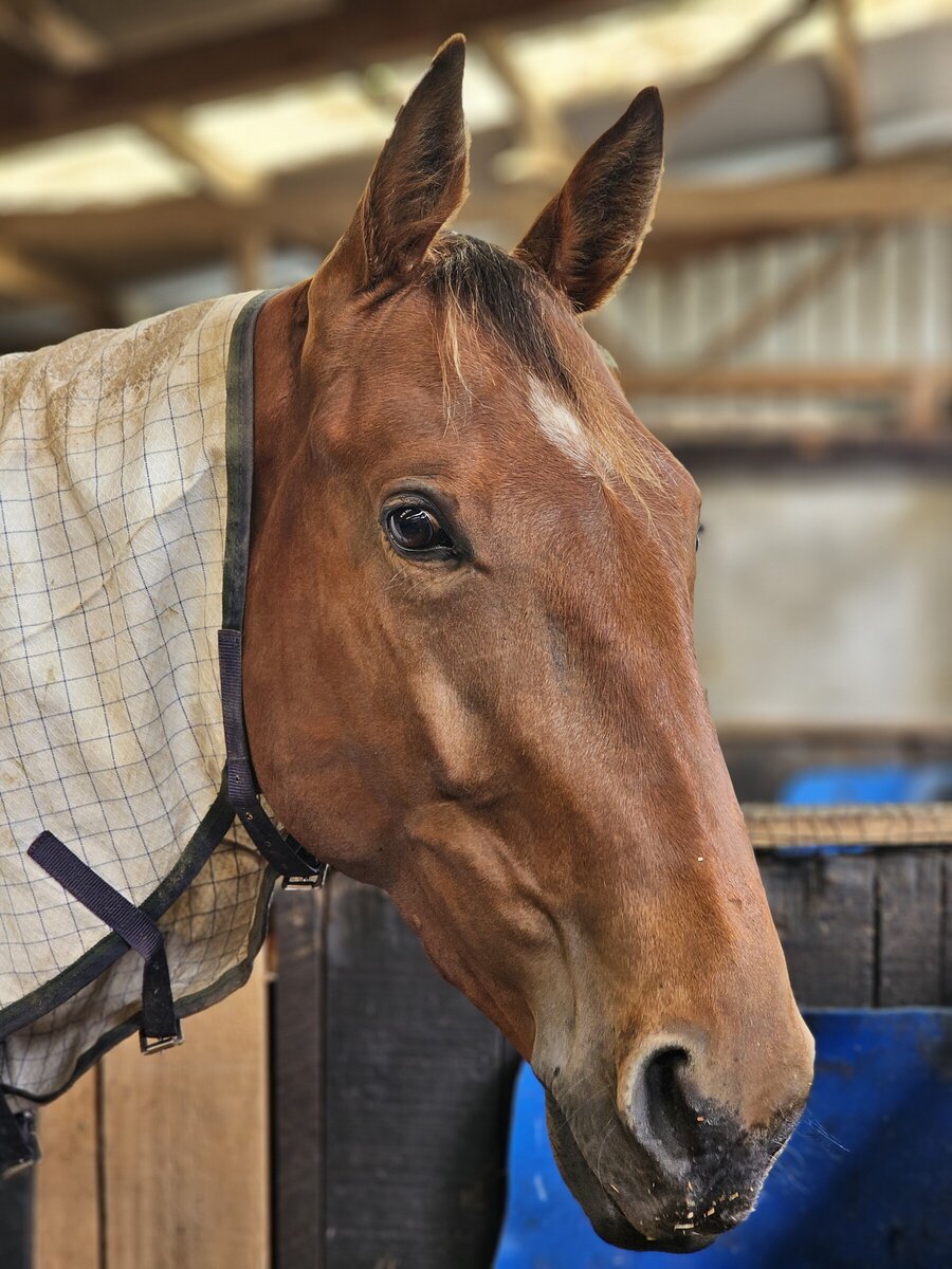 Race previews | Picket Fence