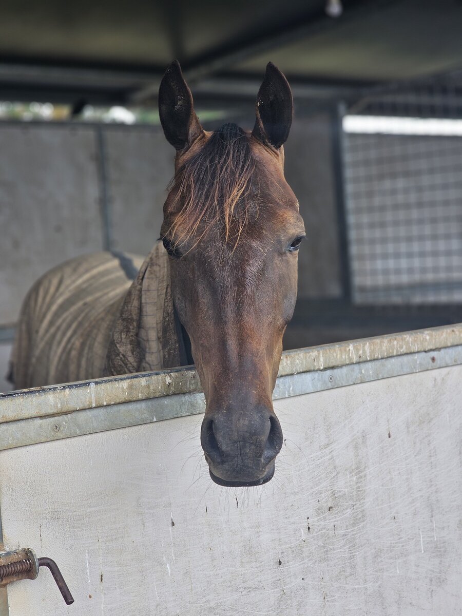 Race previews | Picket Fence