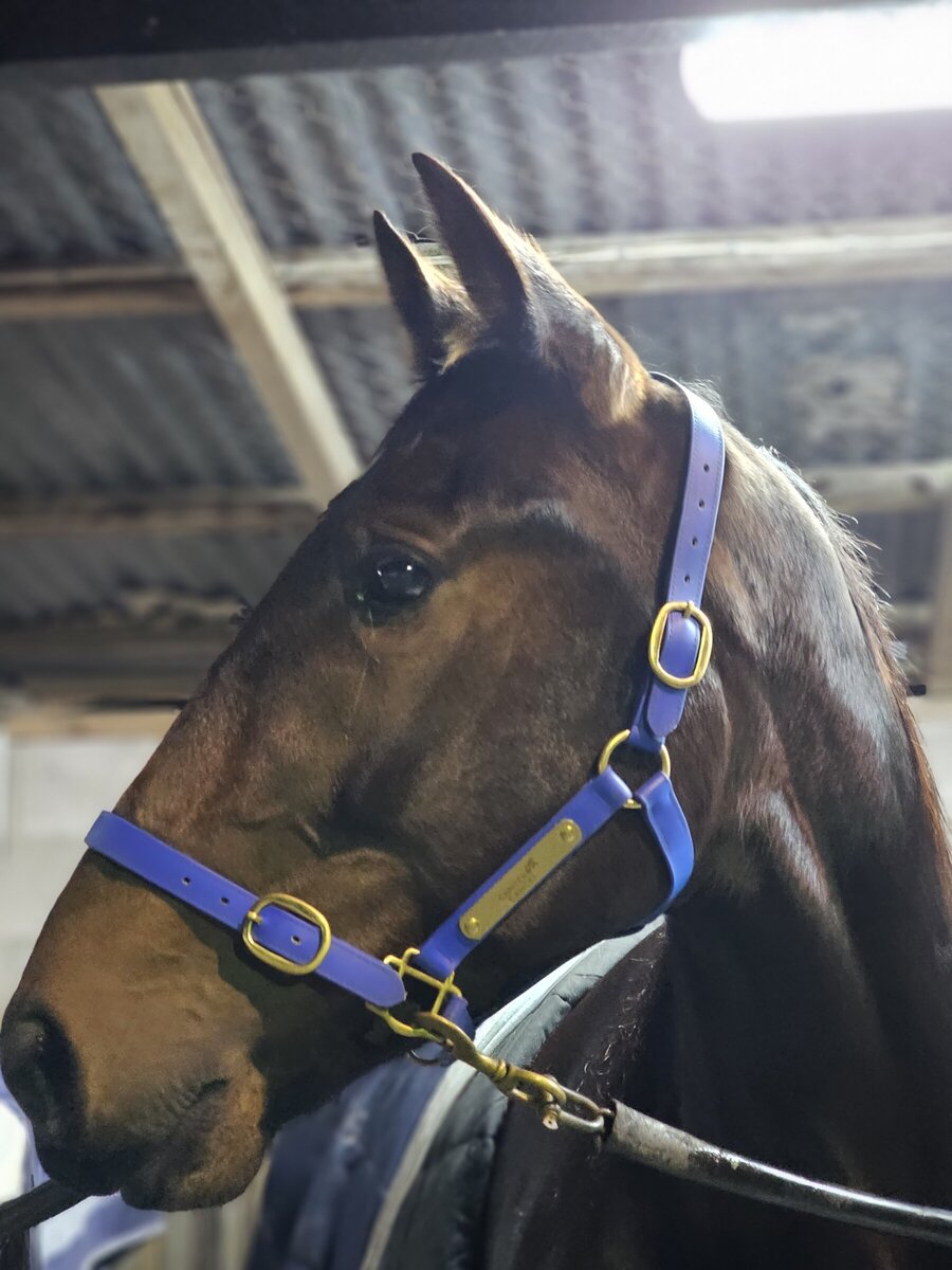 Race previews | Picket Fence