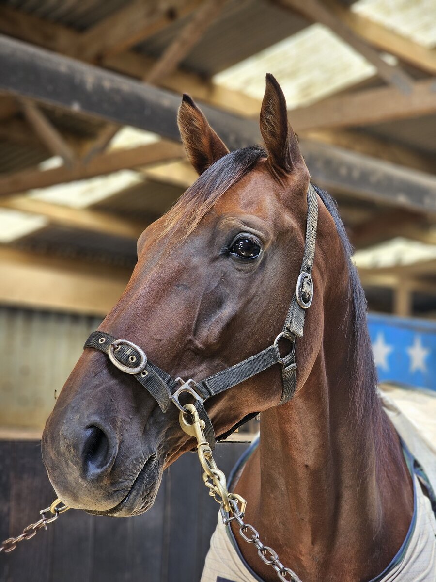 Race previews | Picket Fence