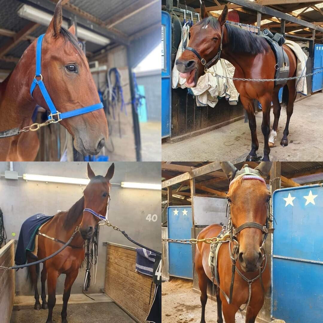 Race previews | Picket Fence