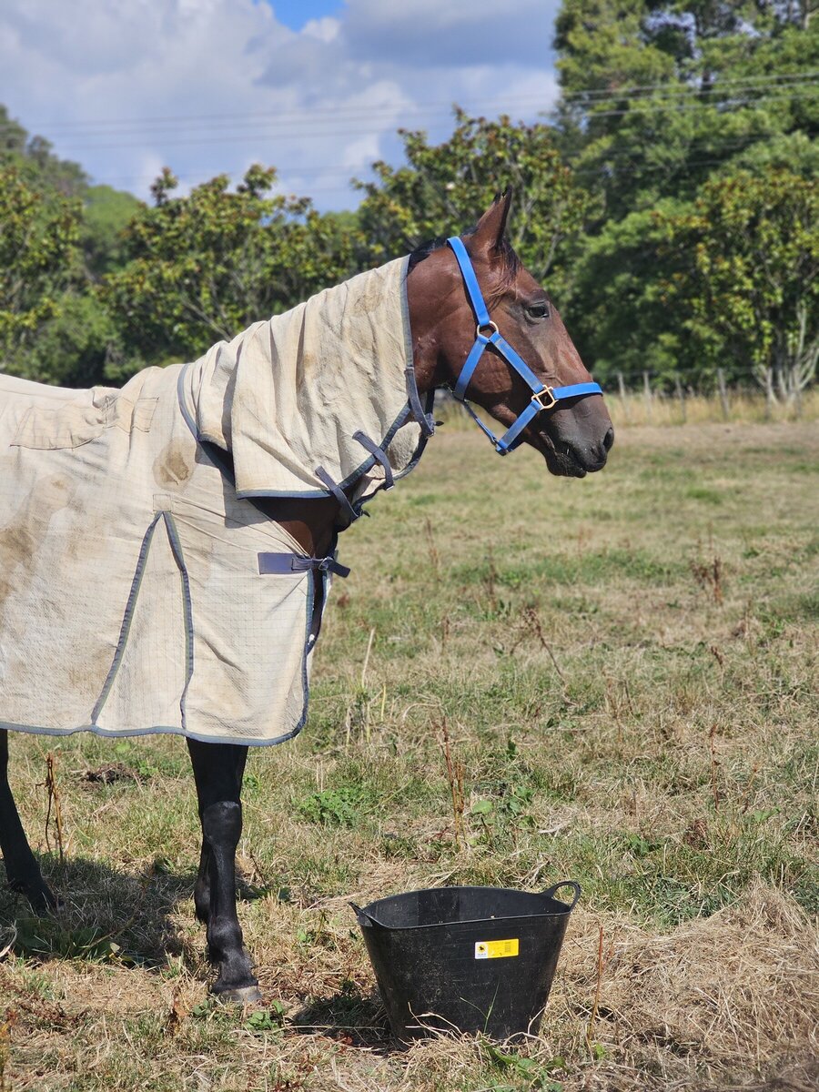 Race previews | Picket Fence