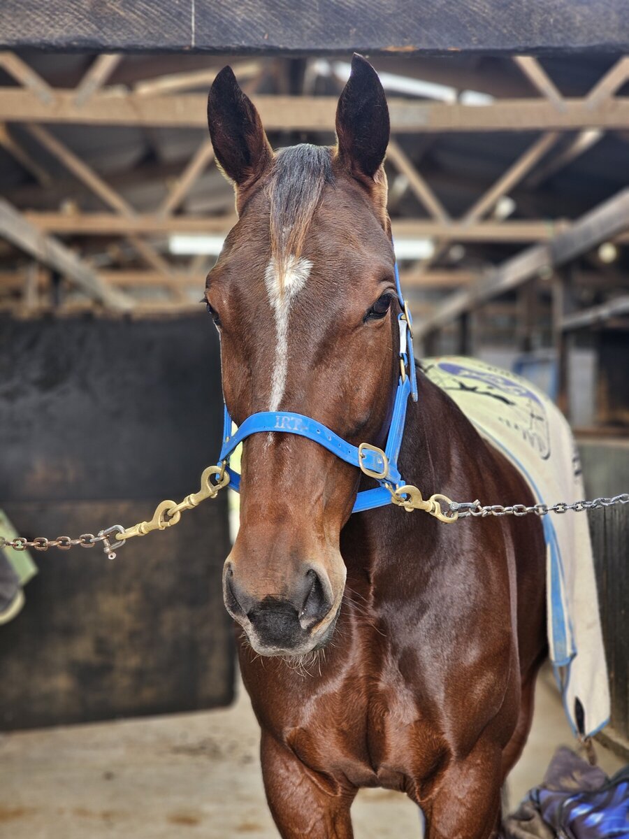 Race previews | Picket Fence