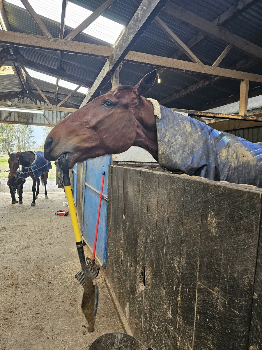 Race previews | Picket Fence