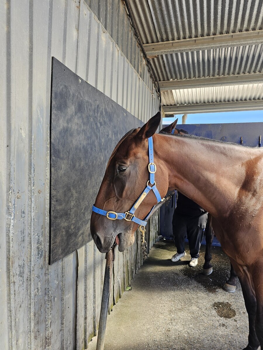 Race previews | Picket Fence