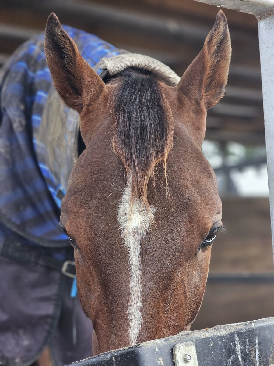 Race previews | Picket Fence