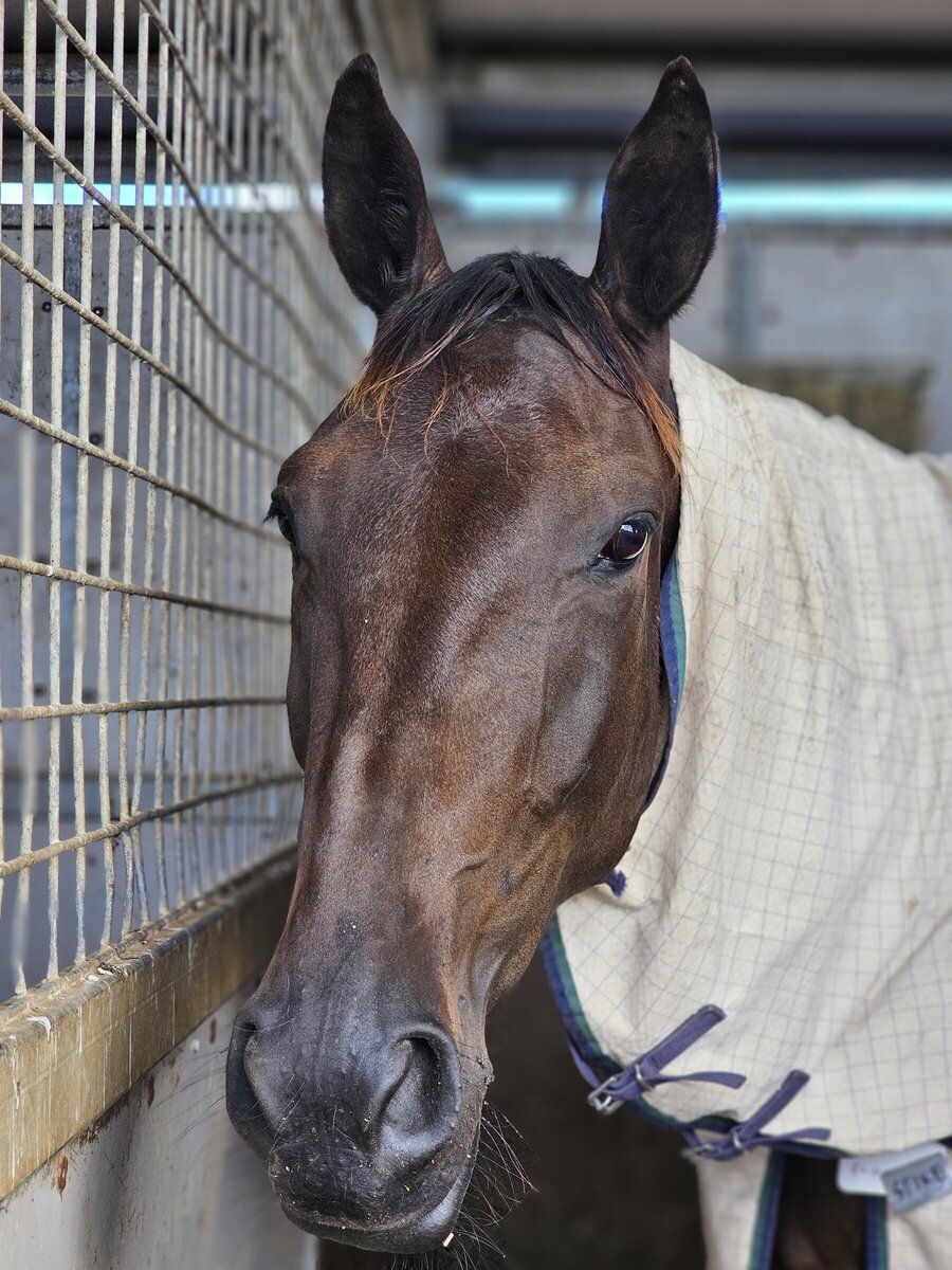 Race previews | Picket Fence