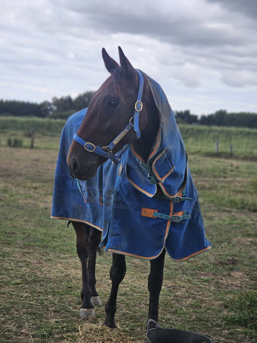 Race previews | Picket Fence