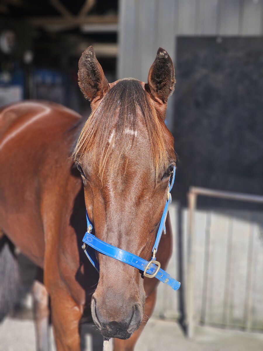 Race previews | Picket Fence