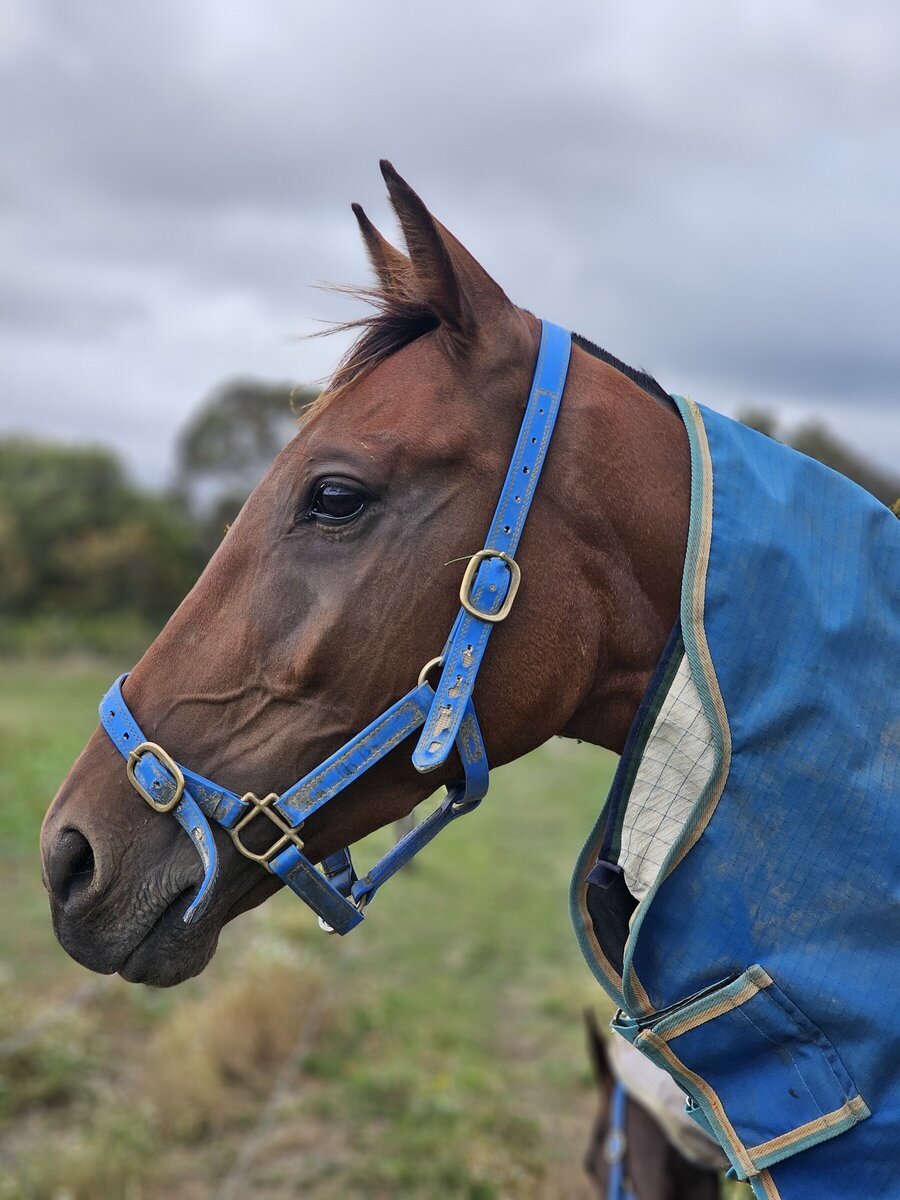 Race previews | Picket Fence