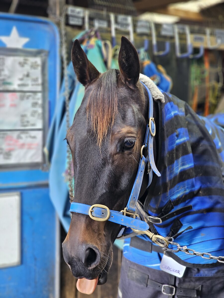 Race previews | Picket Fence