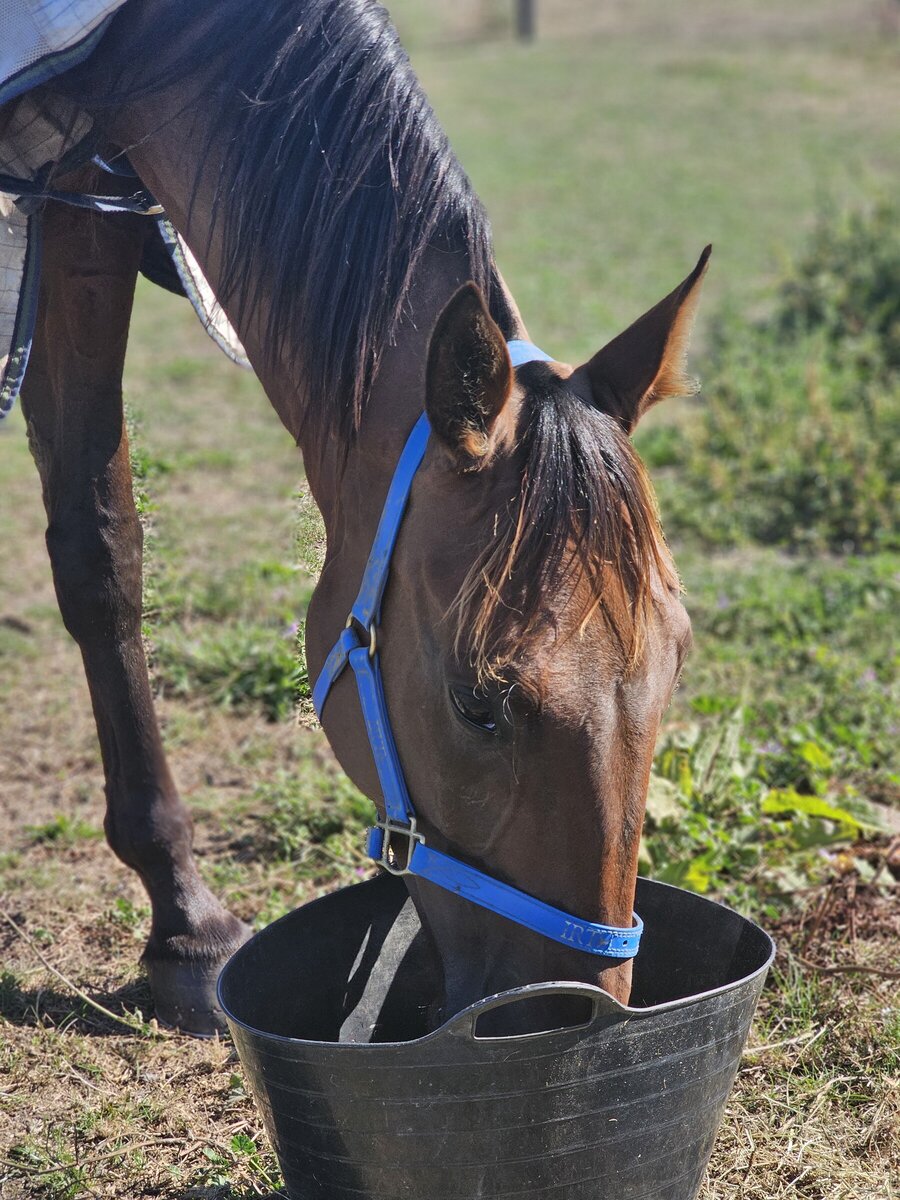 Race previews | Picket Fence