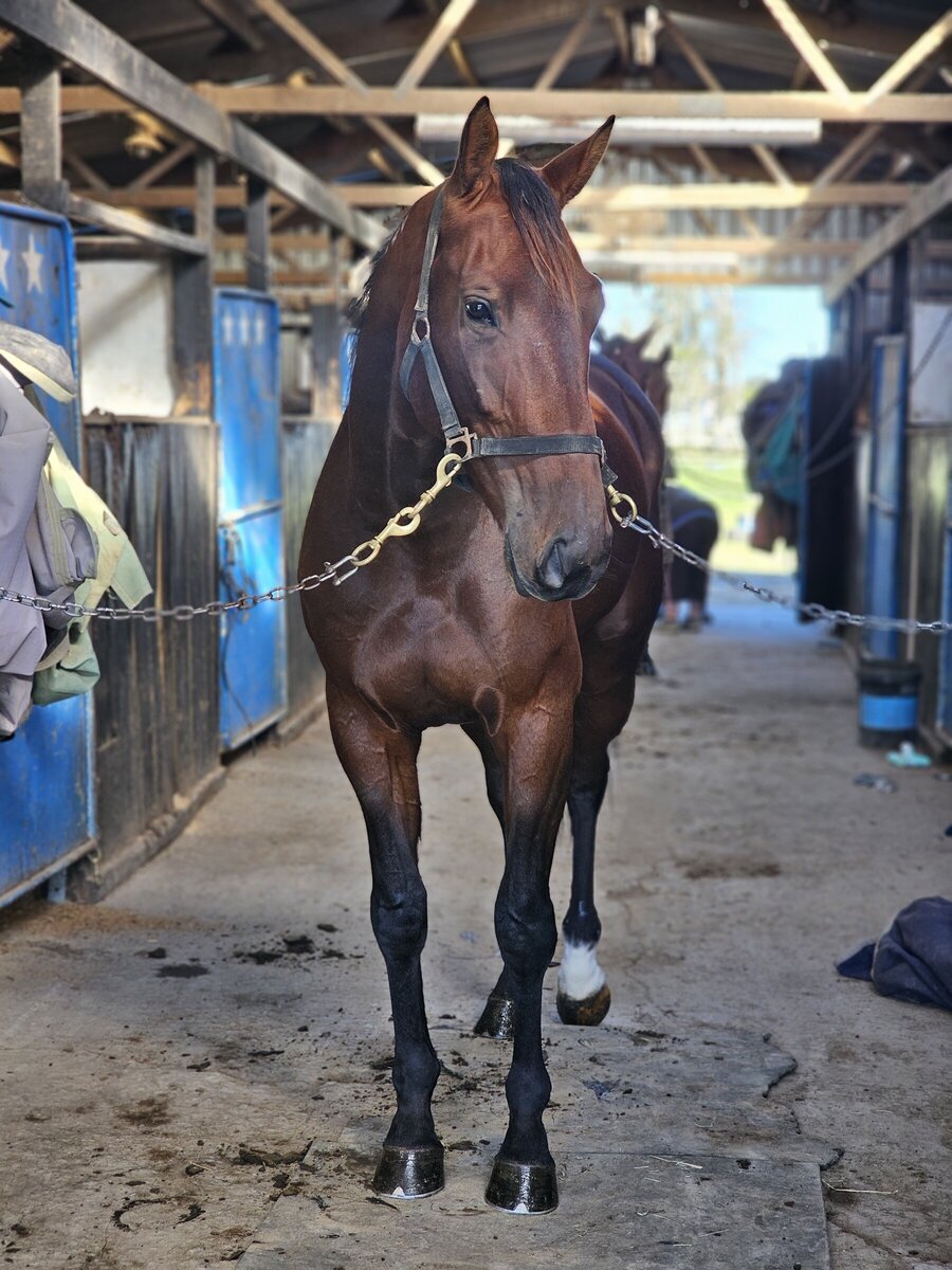 Race previews | Picket Fence