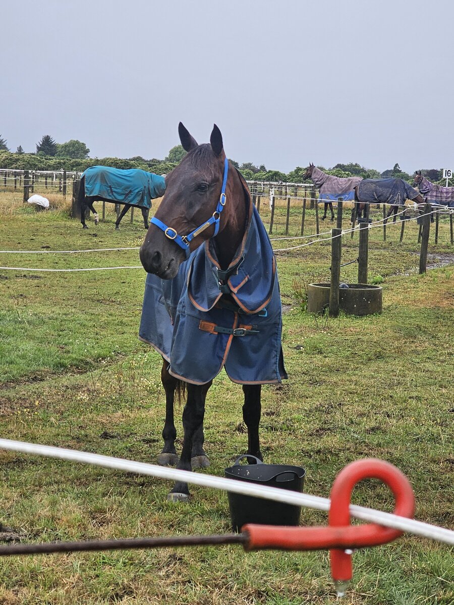 Race previews | Picket Fence