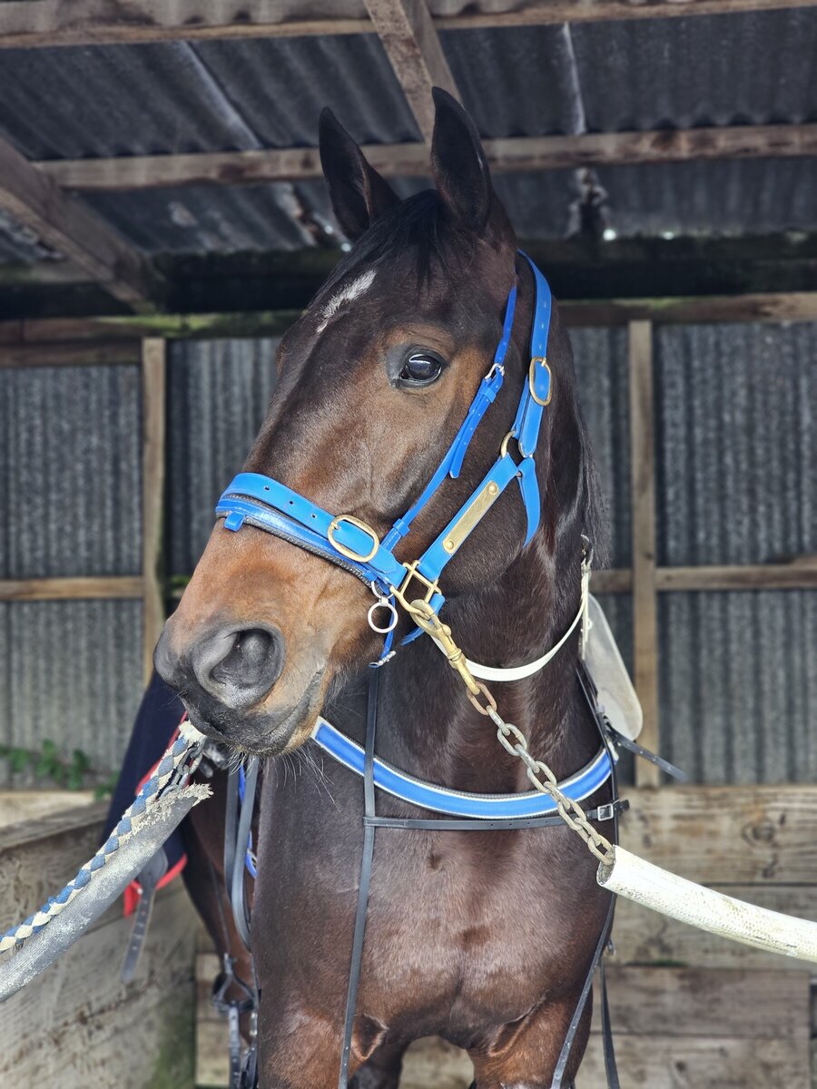 Race previews | Picket Fence