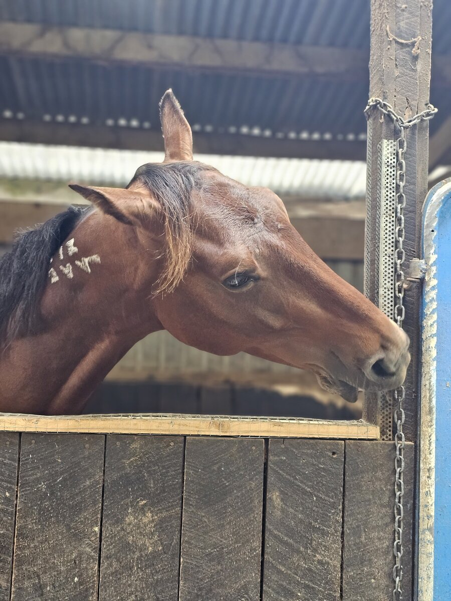 Race previews | Picket Fence