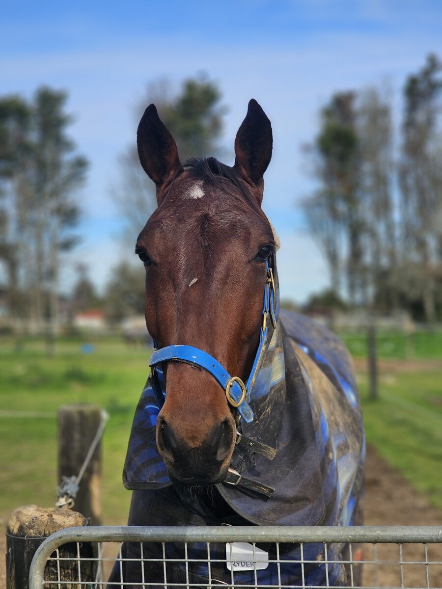 Race previews | Picket Fence