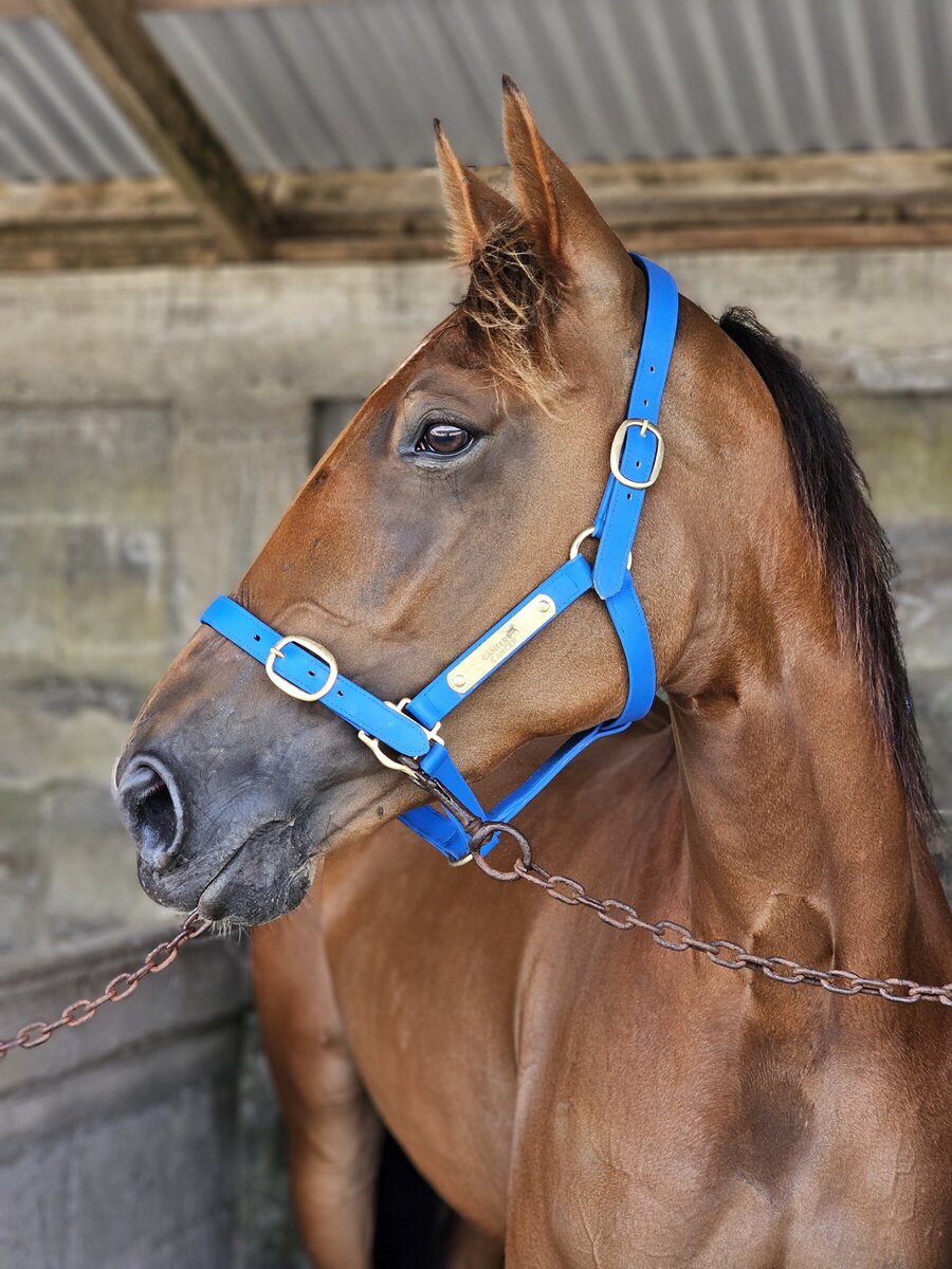 Race previews | Picket Fence