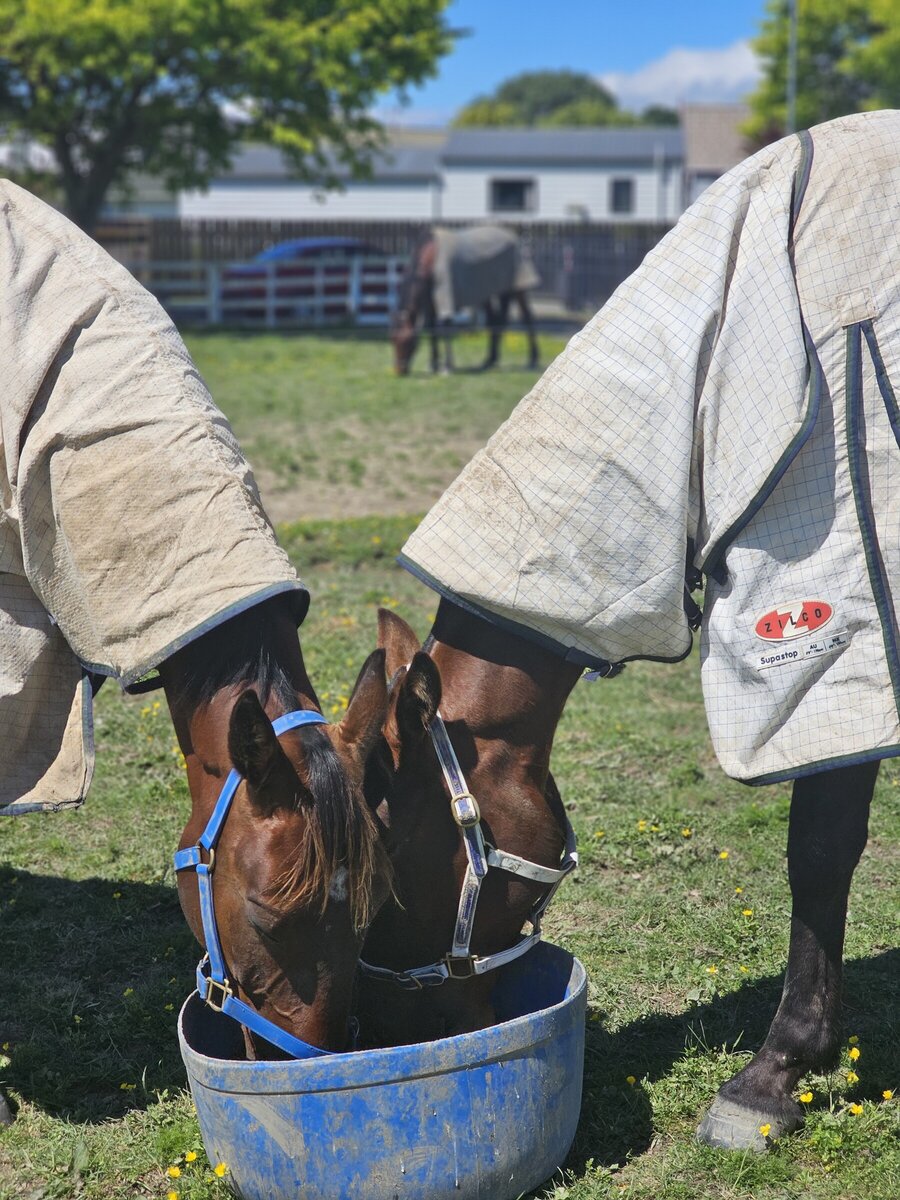 Race previews | Picket Fence