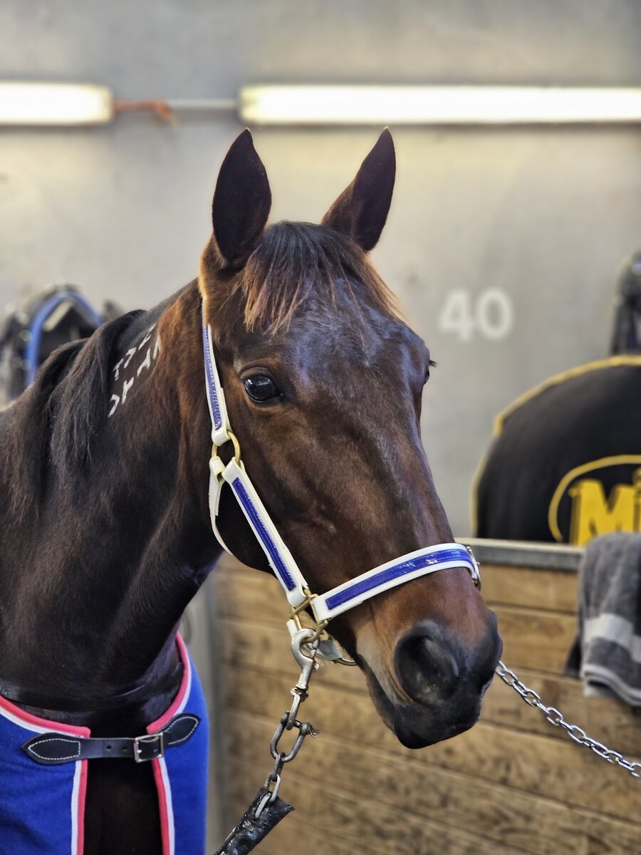 Race previews | Picket Fence