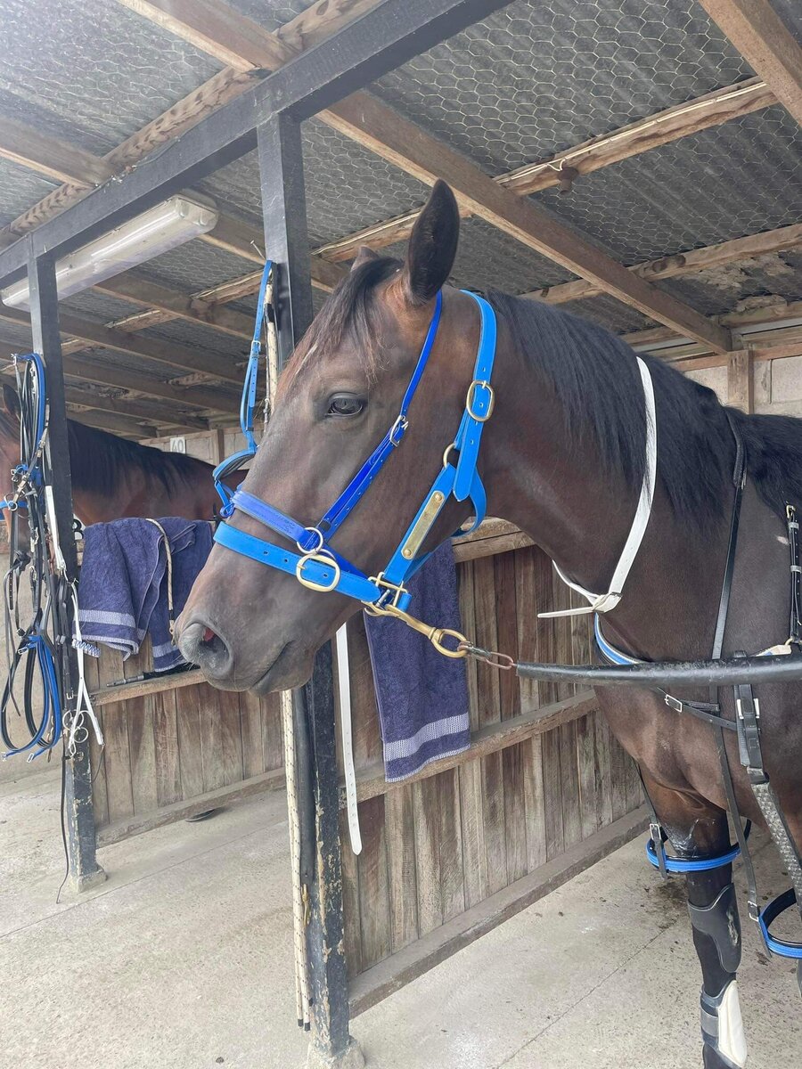 Jolimont gives galloping identity his first harness winner | Picket Fence