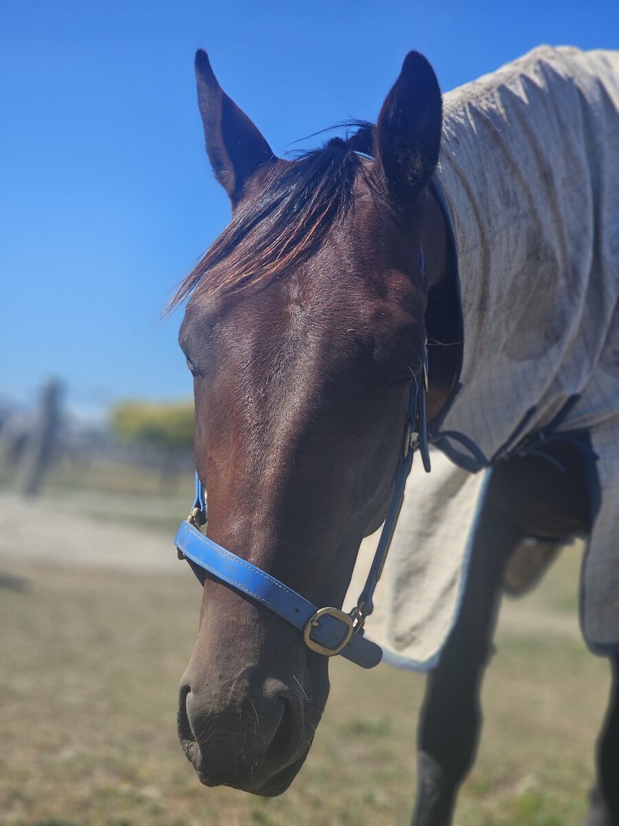 Race previews | Picket Fence