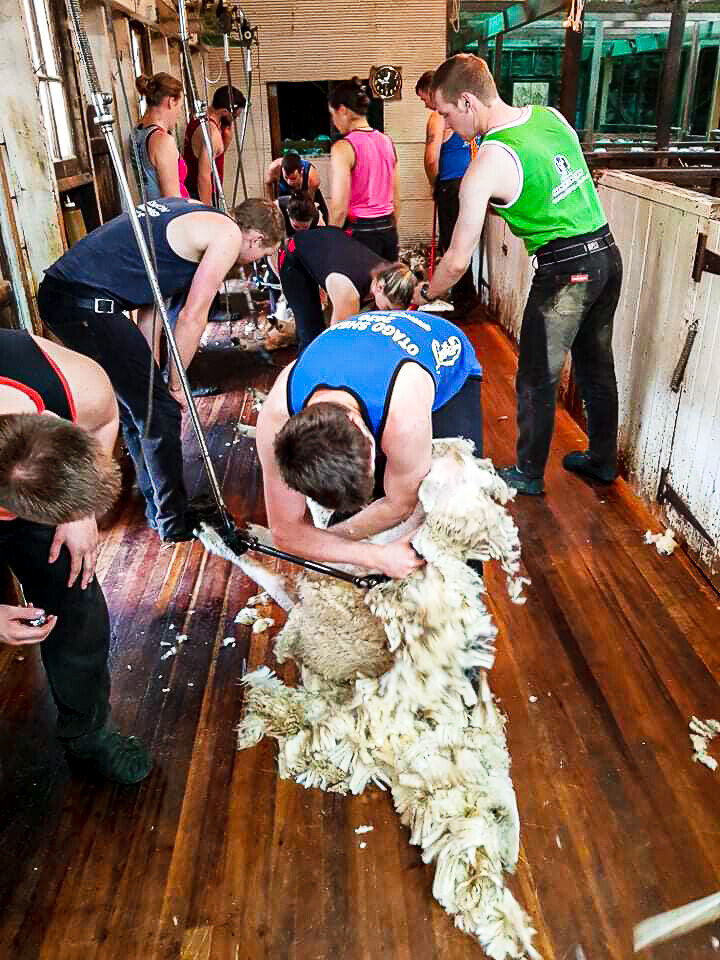 Shearing and Woolhandling Photographs | Elite Wool Industry Training Ltd