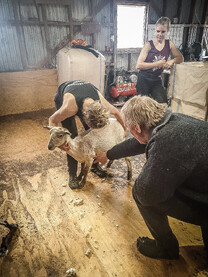 Shearing and Woolhandling Training | Elite Wool Industry Training