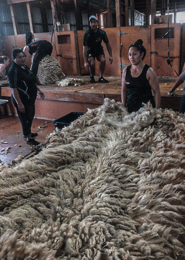 Shearing and Woolhandling Training | Elite Wool Industry Training