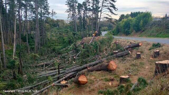 Tamahere Reserve Gets a New Look as Pine Tree Risk Removed Just in Time ...