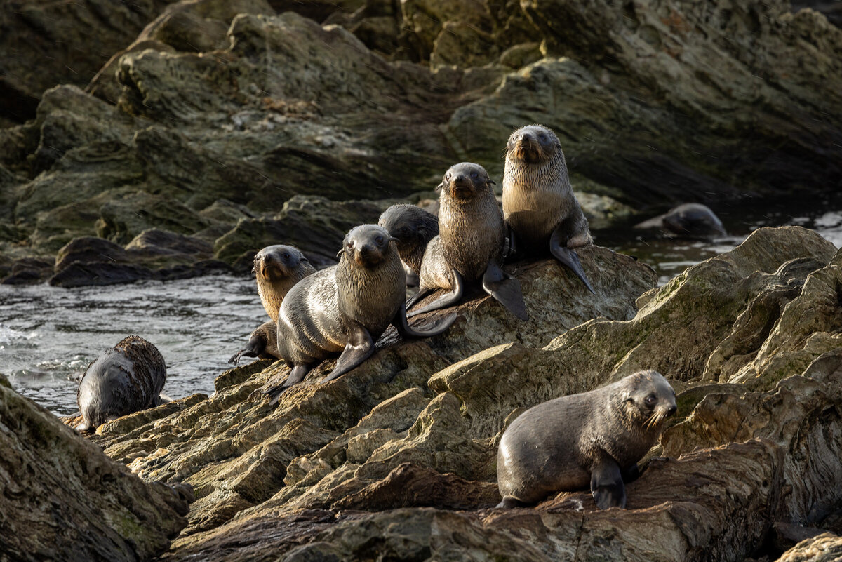 Chatham Islands | Heather Collins